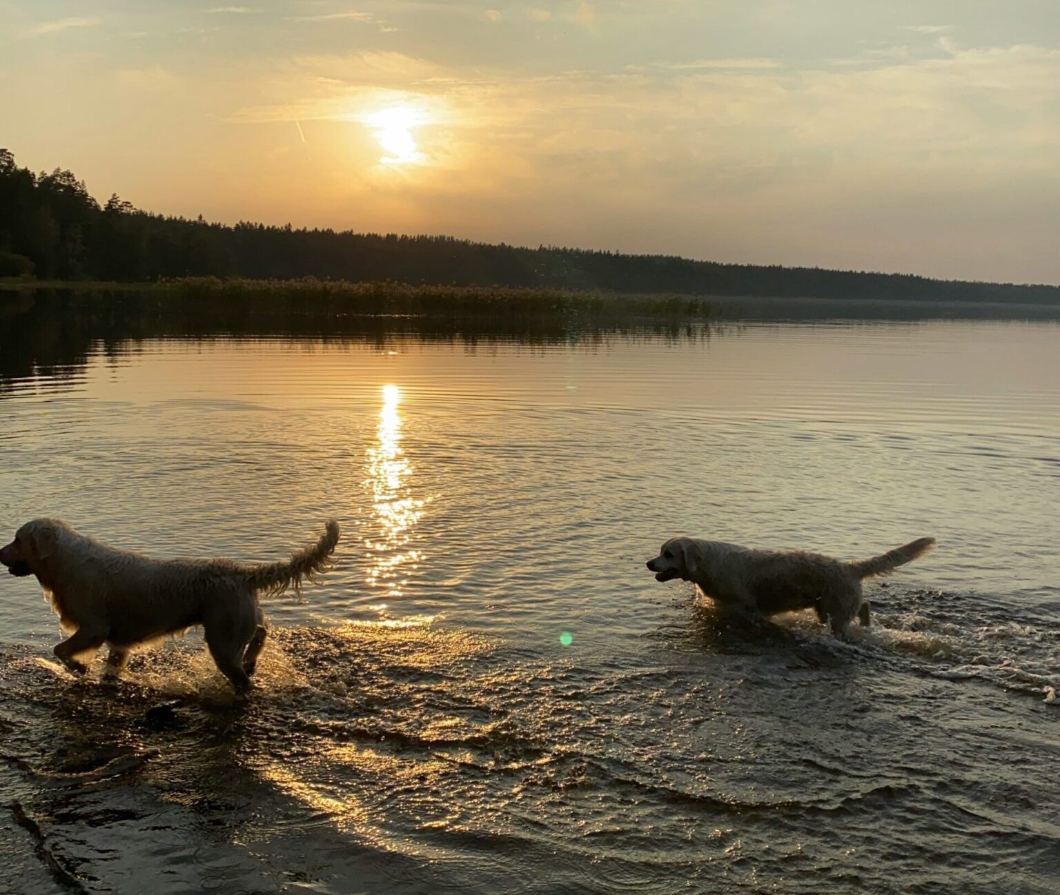 Mid-Year Break: MN SNAP Closed June 28-July 6, 2025 — MN SNAP Low Cost ...